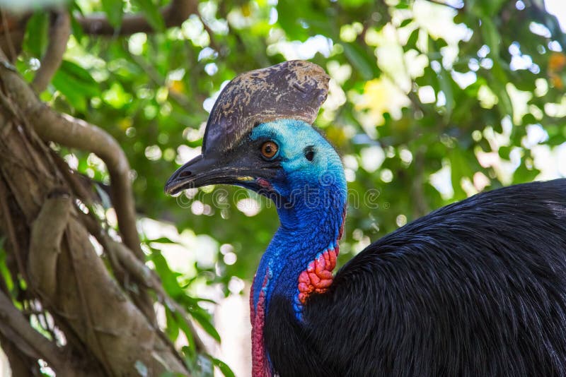 Beautiful Large Tropical Bird Cassowary Stock Photo - Image of black ...