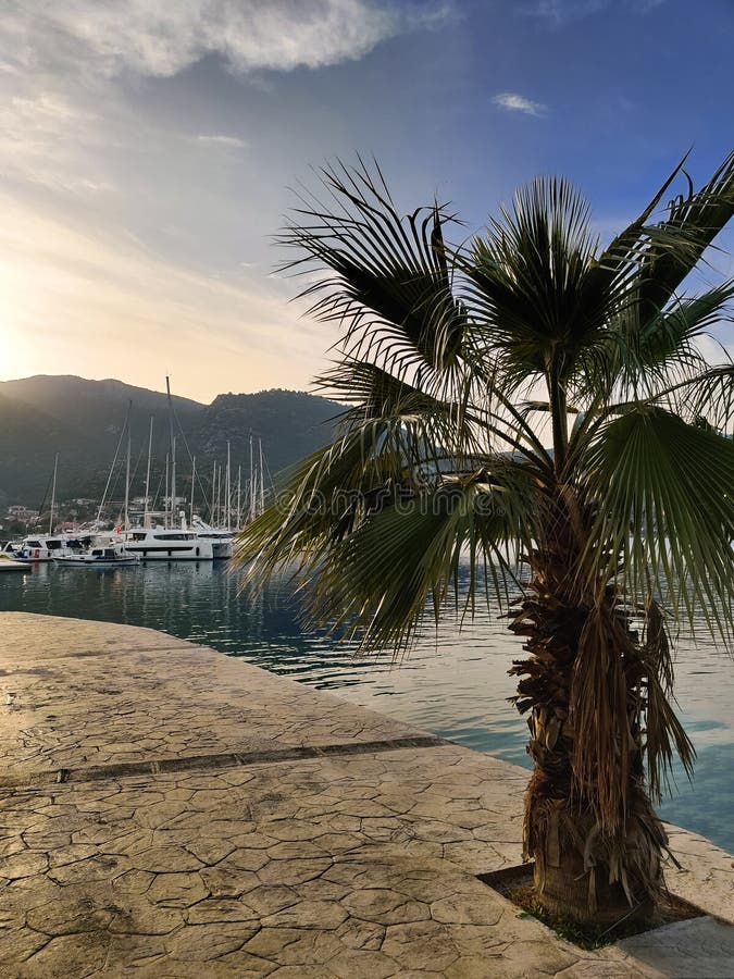 Beautiful Large Tropical Palm Trees Grow on the Coast Stock Image ...