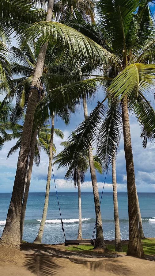 Beautiful Large Tropical Palm Trees Grow on the Coast Stock Image ...