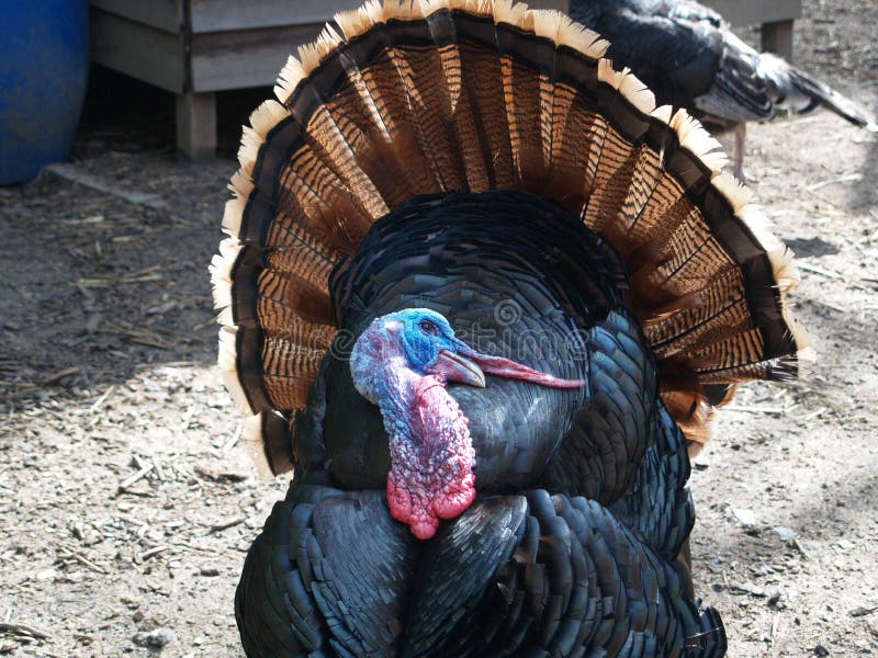 522 Ugly Turkey Photos - Free & Royalty-Free Stock Photos from Dreamstime