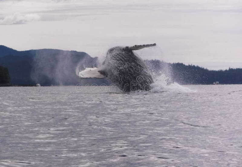 Beautiful Large Whale Splashing Out of the Sea Stock Photo - Image of ...