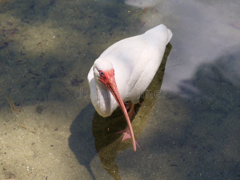 Coong Nhan Stock Photos - Free & Royalty-Free Stock Photos from Dreamstime