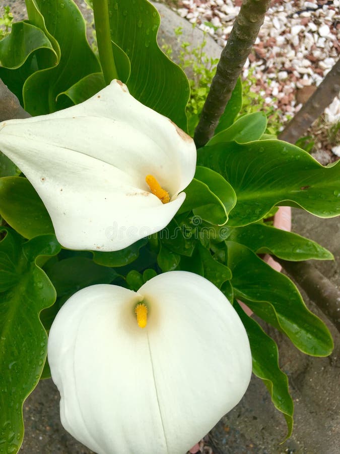 Two Cala Lillies stock photo. Image of bloom, cala, lillies - 141005114