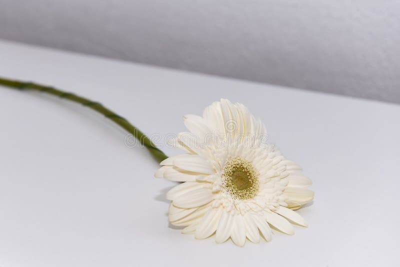 Beautiful Large White Gerbera on the White Table Stock Photo - Image of ...
