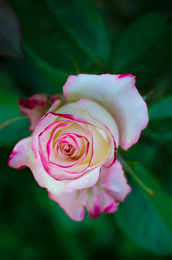 A Beautiful Large White Rose Grows in the Garden Stock Photo - Image of ...