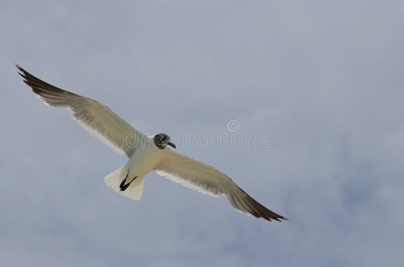 Beautiful Laughing Gull with His Wings Extended in Flight Stock Image ...