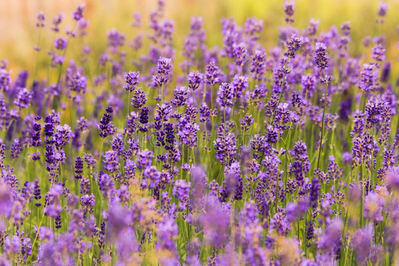 Beautiful Lavanda Field Background, Shallow Depth of Field. Stock Photo ...