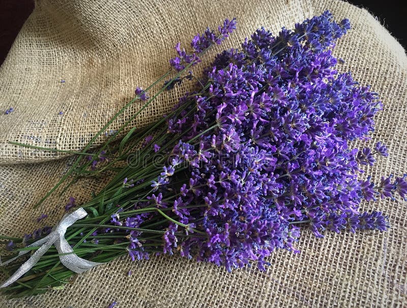 Beautiful Lavander on Canvas Stock Photo - Image of flora, lavanders ...