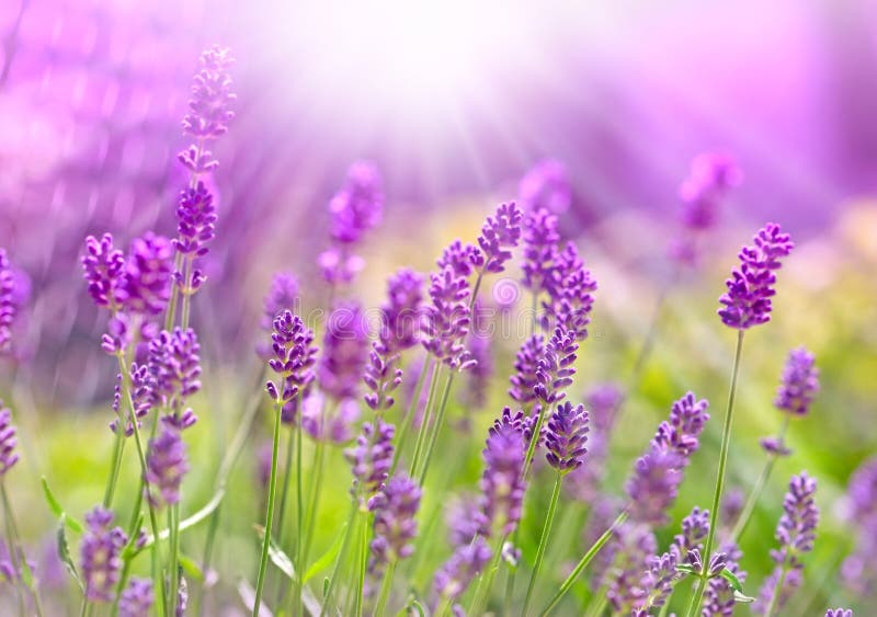 Beautiful Lavender in Flower Garden Stock Photo - Image of bloom ...