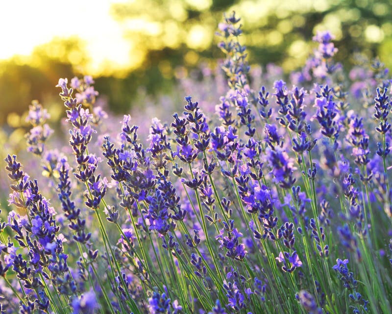 Beautiful Lavender Bloom in Sunlight Stock Photo - Image of floral ...
