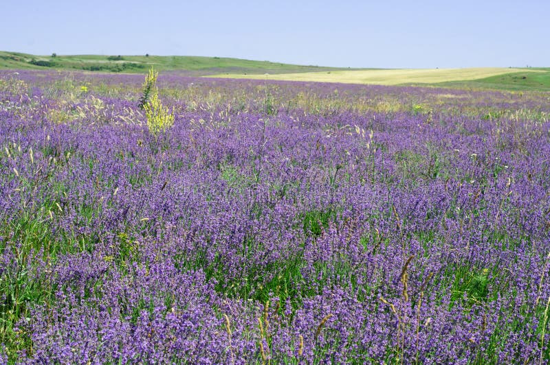 Beautiful Lavender Bloom in Sunlight. Violet Lavender Field Stock Image ...
