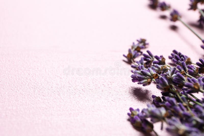 Beautiful Lavender on Color Background Stock Photo - Image of color ...