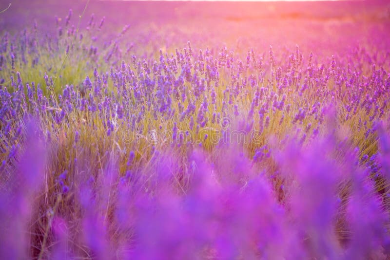 Beautiful Lavender Field Pink Colored in Sunset Stock Photo - Image of ...