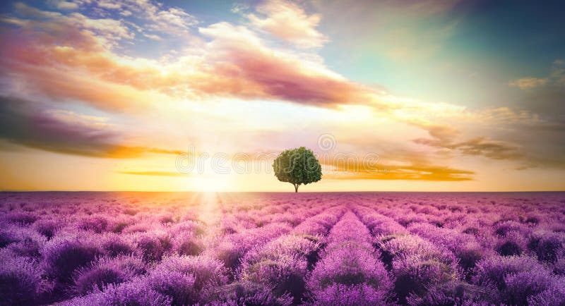 Beautiful Lavender Field with Single Tree Under Amazing Sky at Sunset ...