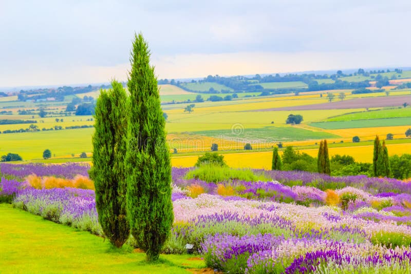 Beautiful Lavender Fields in England, UK Stock Photo - Image of fields ...