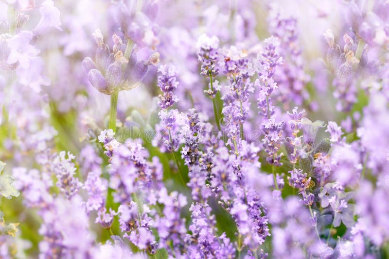 Beautiful Lavender Flower in Garden, Selective and Soft Focus Stock ...