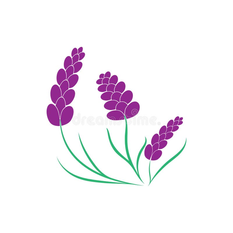 Beautiful Lavender Flower Icon Vector Stock Vector - Illustration of ...