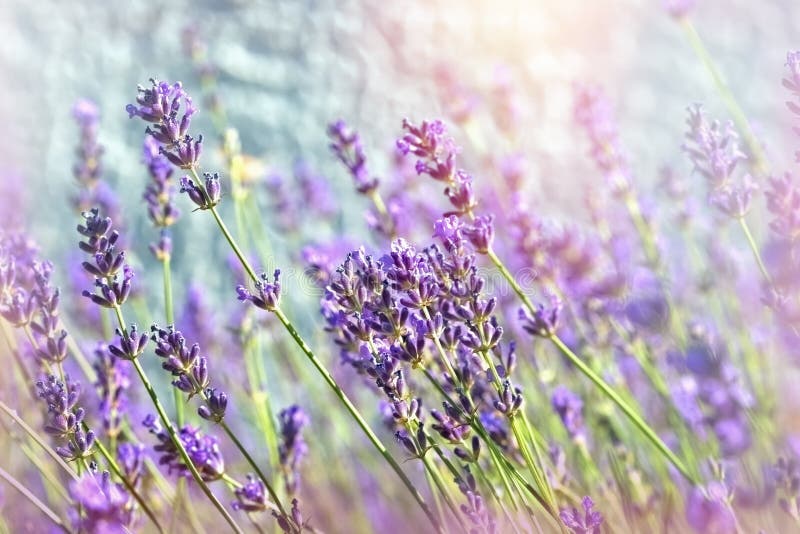 Beautiful lavender flower stock photo. Image of beautifbeatiful - 55197228
