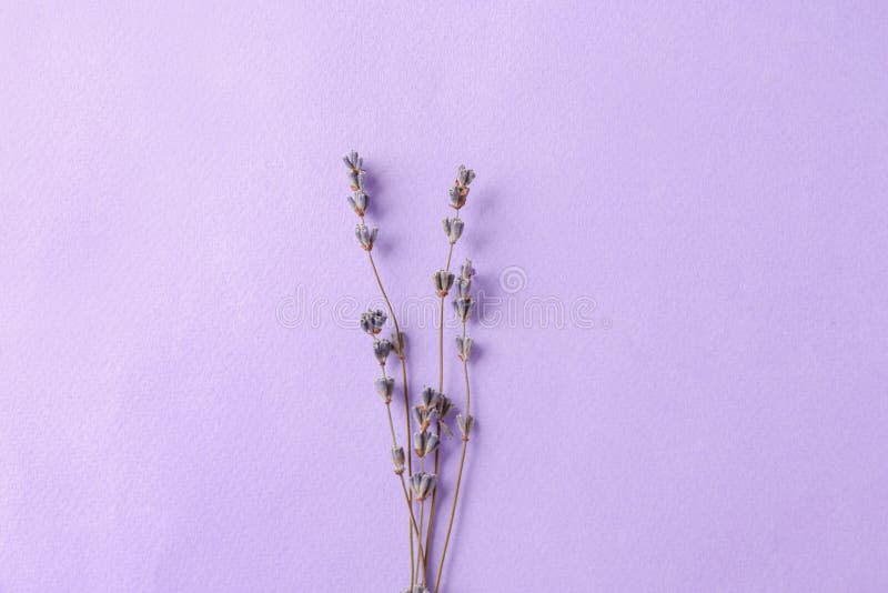 Beautiful Lavender Flowers on Color Background Stock Photo - Image of ...