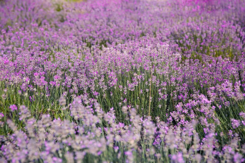 Lavender Flowers Growing in Spring Field Stock Image - Image of field ...