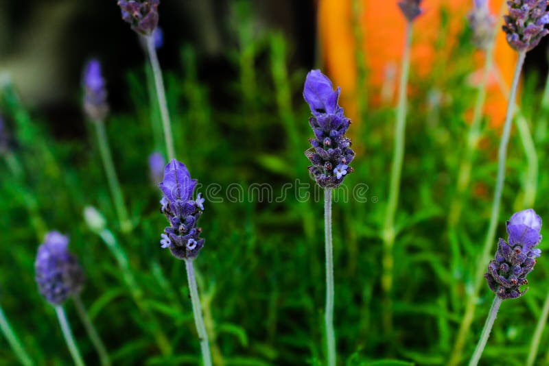 Beautiful Lavender Flowers. Lavender Plant Stock Image - Image of ...