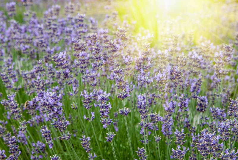 Beautiful Lavender Flowers in the Rays of the Setting Sun Stock Image ...