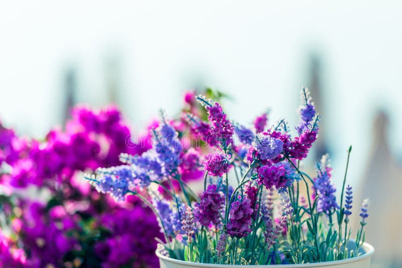 Beautiful Lavender Flowers on Window Sill Stock Image - Image of home ...