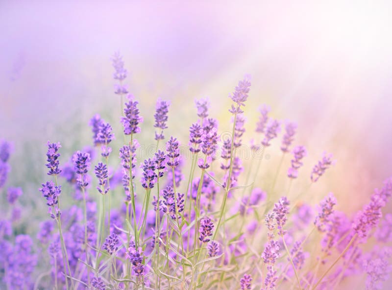 Beautiful Lavender Illuminated by Sunlight Stock Image - Image of ...
