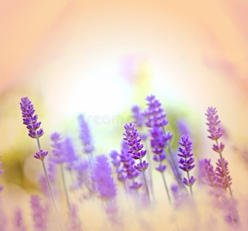 Beautiful lavender stock photo. Image of flower, green - 41176920