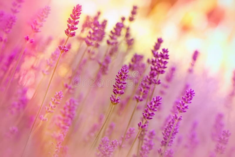 Beautiful Lavender Illuminated by Sunlight Stock Photo - Image of ...