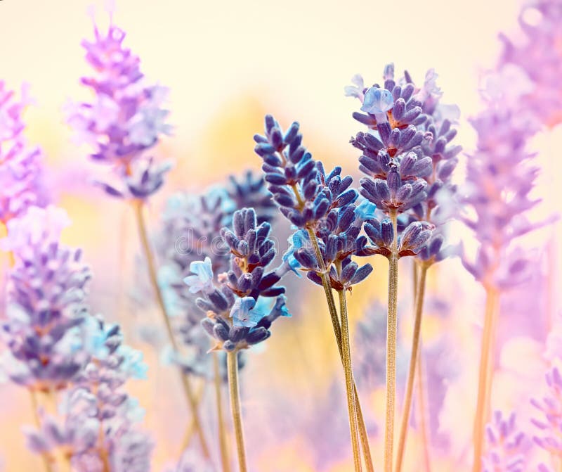 Beautiful lavender stock image. Image of blooms, pistil - 46166181