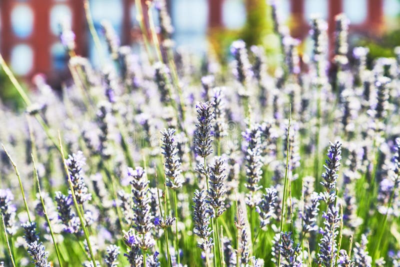 Beautiful Lavender Plant Closeup Image Stock Photo - Image of botany ...