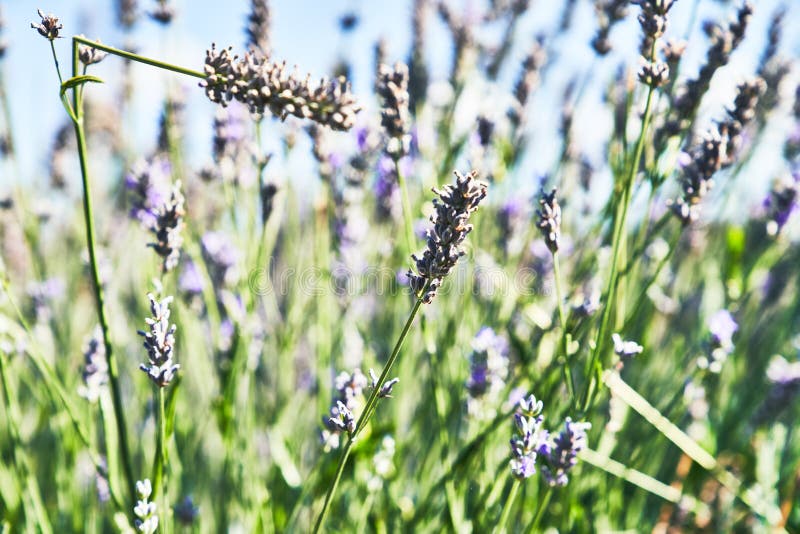 Beautiful Lavender Plant Closeup Image Stock Image - Image of natural ...