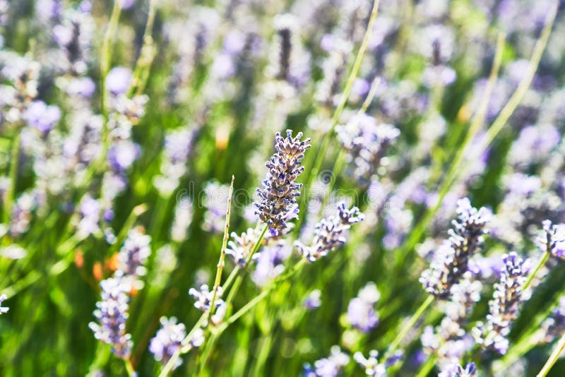Beautiful Lavender Plant Closeup Image Stock Image - Image of ...