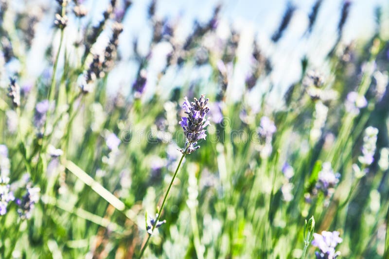 Beautiful Lavender Plant Closeup Image Stock Image - Image of lavender ...