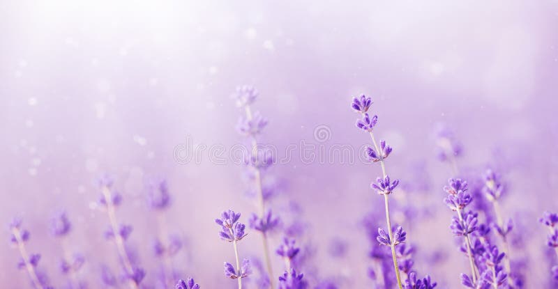 Beautiful Lavender in the Rays of Light, a Fairy Tale Landscape Stock ...