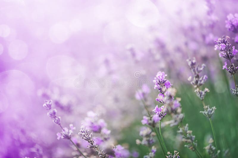 Beautiful Lavender in the Rays of Light, a Fairy Tale Landscape Stock ...