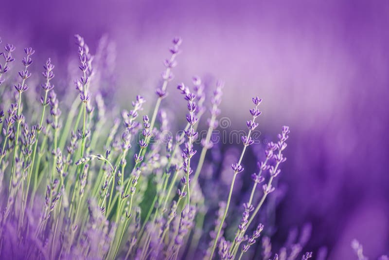 Beautiful Lavender in the Rays of Light, a Fairy Tale Landscape, Summer ...