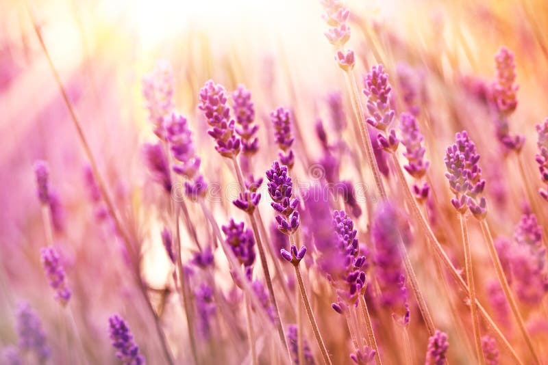 Beautiful Lavender with Sun Rays Stock Image - Image of botanical ...