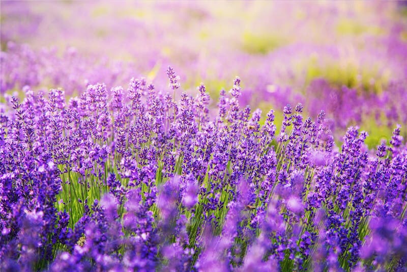 Beautiful Lavender in Sunlight Stock Image - Image of lavendin ...