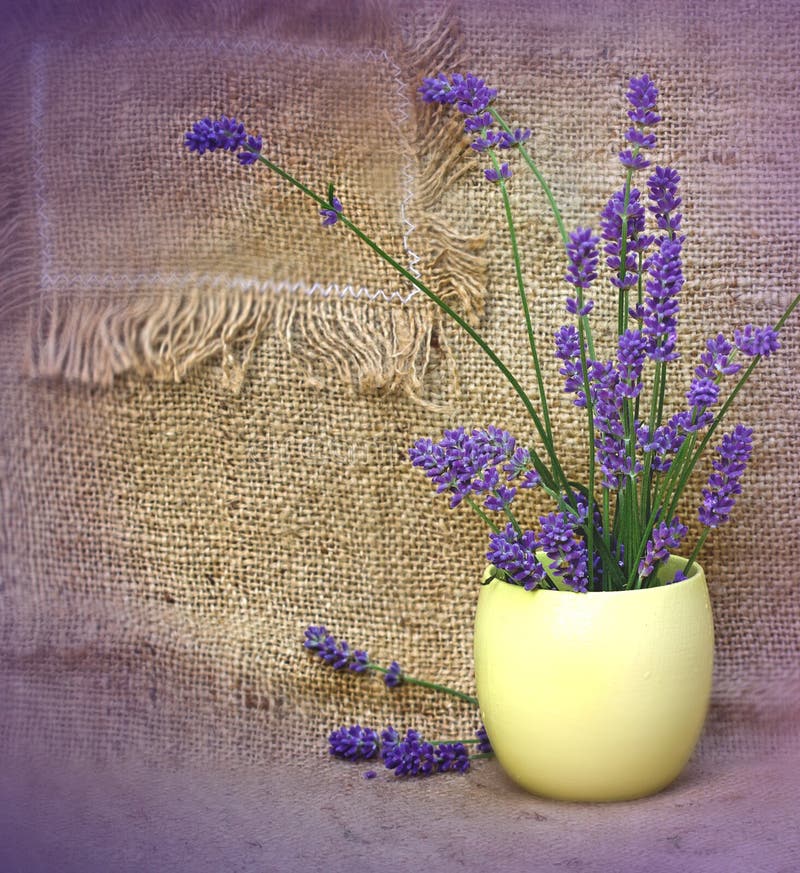 Beautiful Lavender in Yellow Vase Stock Photo - Image of blooming ...