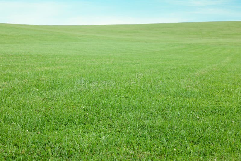 Beautiful Lawn with Bright Green Grass Outdoors Stock Image - Image of ...