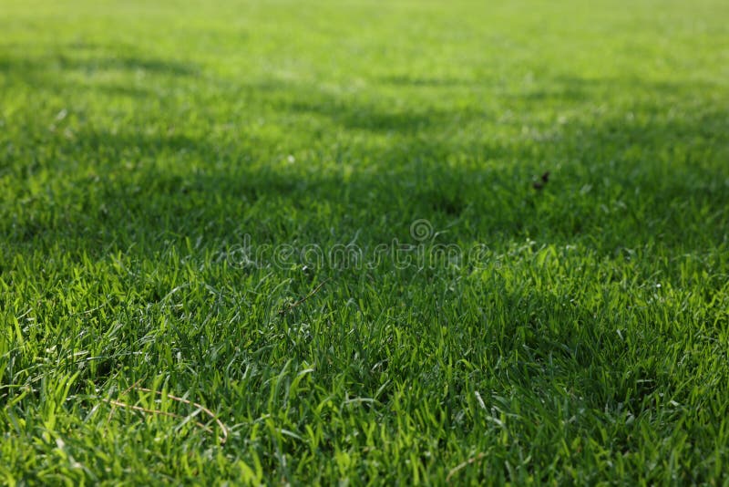Beautiful Lawn with Fresh Cut Green Grass on Sunny Day Stock Image ...