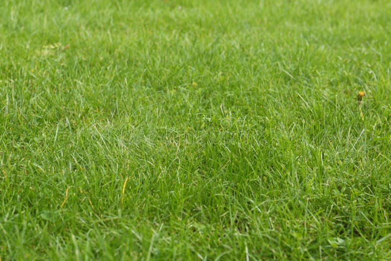 Beautiful Lawn with Green Grass Growing Outdoors Stock Image - Image of ...