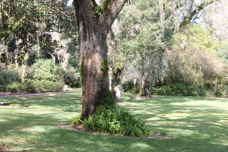 Beautiful Lawn with Huge Oak Trees and Other Shrub and Trees Around ...