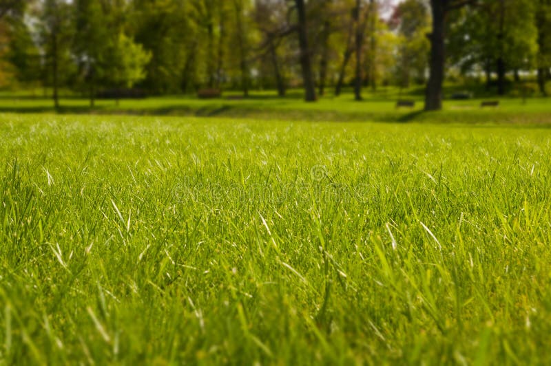 Beautiful Lawn in a Park in Spring Stock Image - Image of summer ...