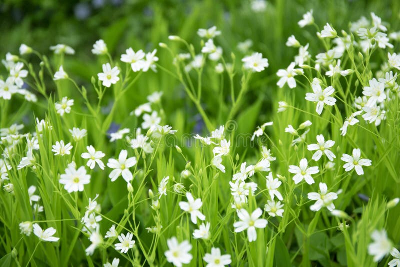 Beautiful Lawn with White Wild Flowers in Spring Forest Stock Image ...