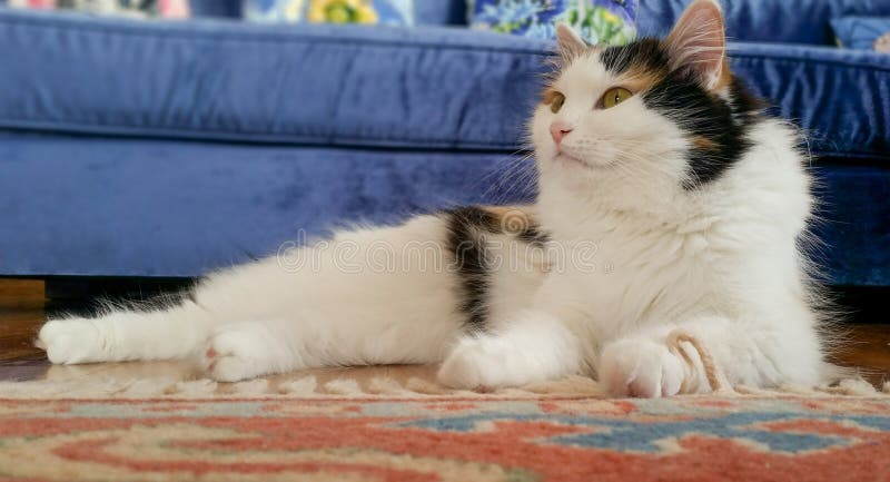 Beautiful Laying Cat on a Red Carpet at Home Stock Photo - Image of ...