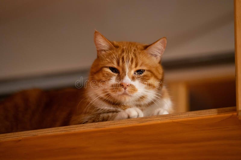 Beautiful but Lazy Orange Cat with Large Eyes Staring at Camera Stock ...