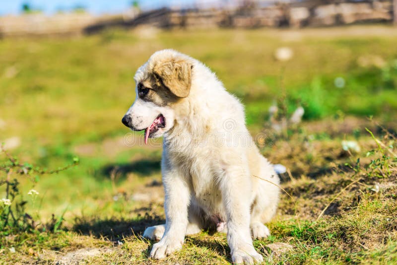 Cute Dog Play in the Garden Stock Photo - Image of copyspace, puppy ...